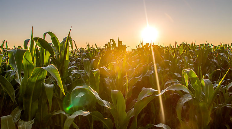 Local Agronomic Corn Insights | Golden Harvest Seeds