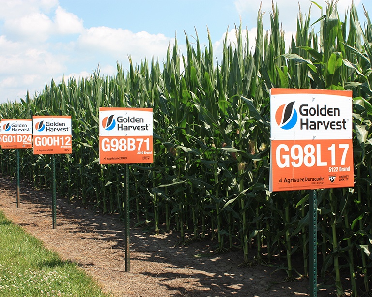 Golden Harvest Seeds